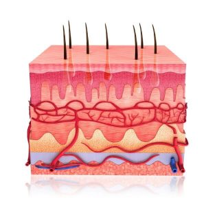 Is Your Skin Barrier Damaged and How To Fix It?